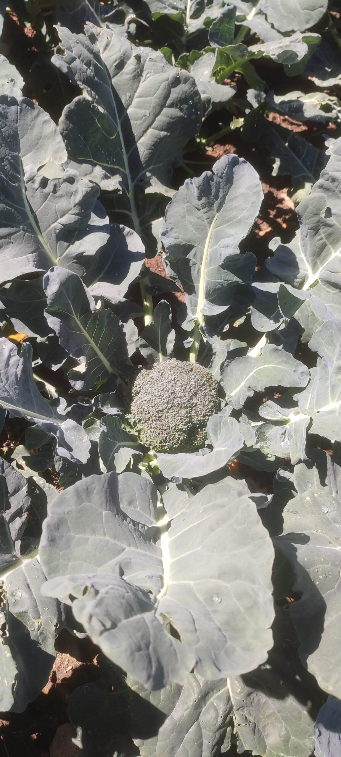 Broccoli Titan F1 - Avalon Seeds